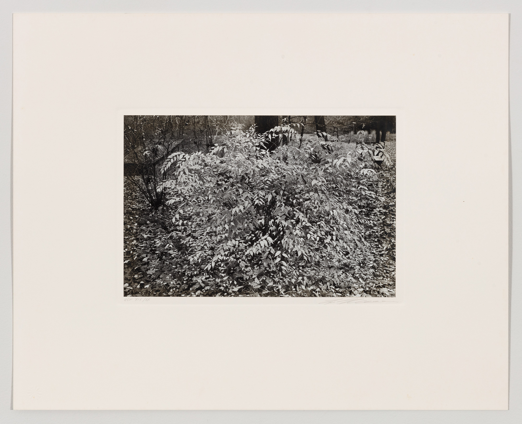 Lee Friedlander | Artists | USF Graphicstudio | Institute for Research ...